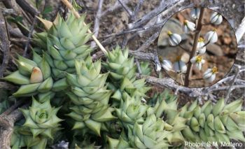 Astroloba | PlantZAfrica