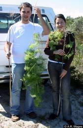 Cynorhiza typica Photo: AR Magee