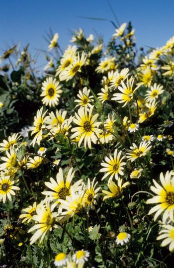 Arctotheca calendula