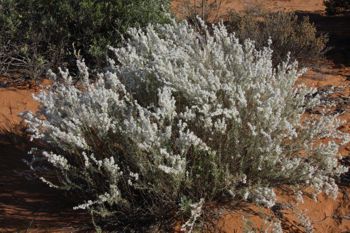 Eriocephalus racemosus bush
