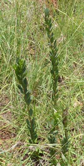 Searsia pondoensis growing in habitat.