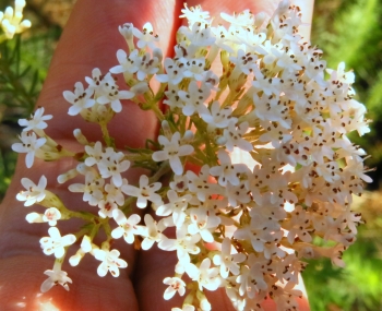Selago tarachodes flowers, Peter R. Warren
