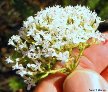 Selago tarachodes Peter R. Warren