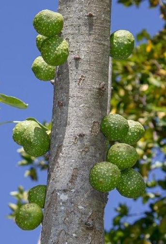 Ficus polita figs