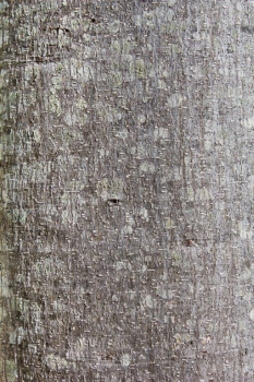 Ficus polita bark