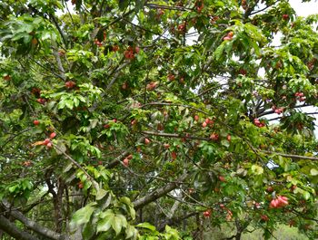 The fruits are produced in summer, from December to January