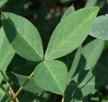 Trifoliate leaves, sparsely covered in soft, slender hairs above and ...