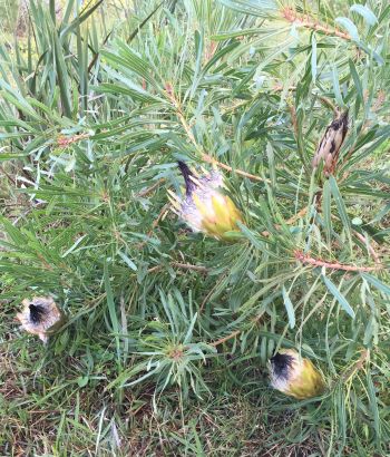 Branches are spreading, sometimes touching the ground