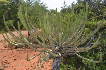 Euphorbia sekukuniensis, candelabra-like crown of spiny branchlets.
