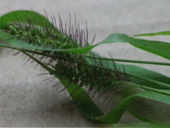 Setaria verticillata