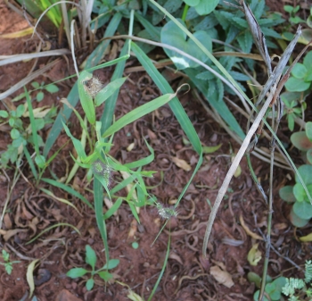 Setaria verticillata in the garden.