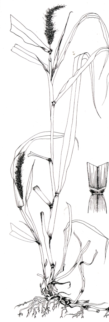 Setaria verticillata