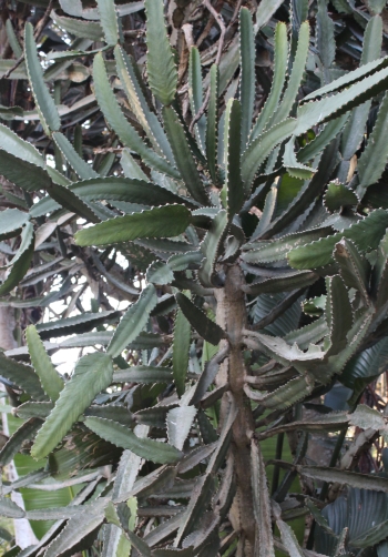 Euphorbia triangularis, showing angled stems.