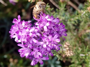 Selago villicaulis 'Purple Turtle'