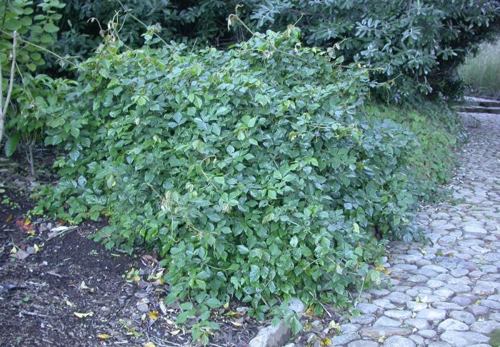 Rhoicissus rhomboidea grown as a shrub. (Photo Alice Notten)