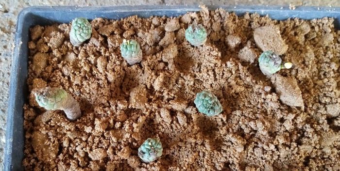 Euphorbia clavarioides, planted stem cuttings.