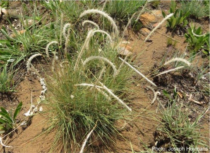 Elionurus muticus. Photo Joseph Heymans