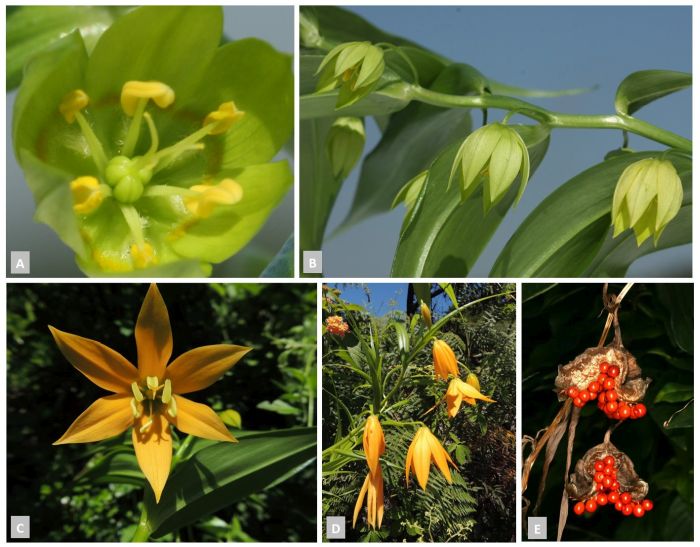 Gloriosa rigidifolia | PlantZAfrica