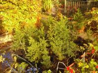 Widdringtonia cedarbergensis | PlantZAfrica