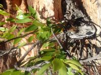 Maytenus oleoides | PlantZAfrica