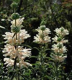 Lamiaceae | PlantZAfrica