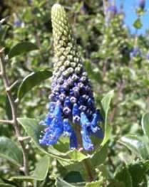 Lamiaceae | PlantZAfrica