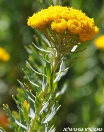 Athanasia crithmifolia | PlantZAfrica